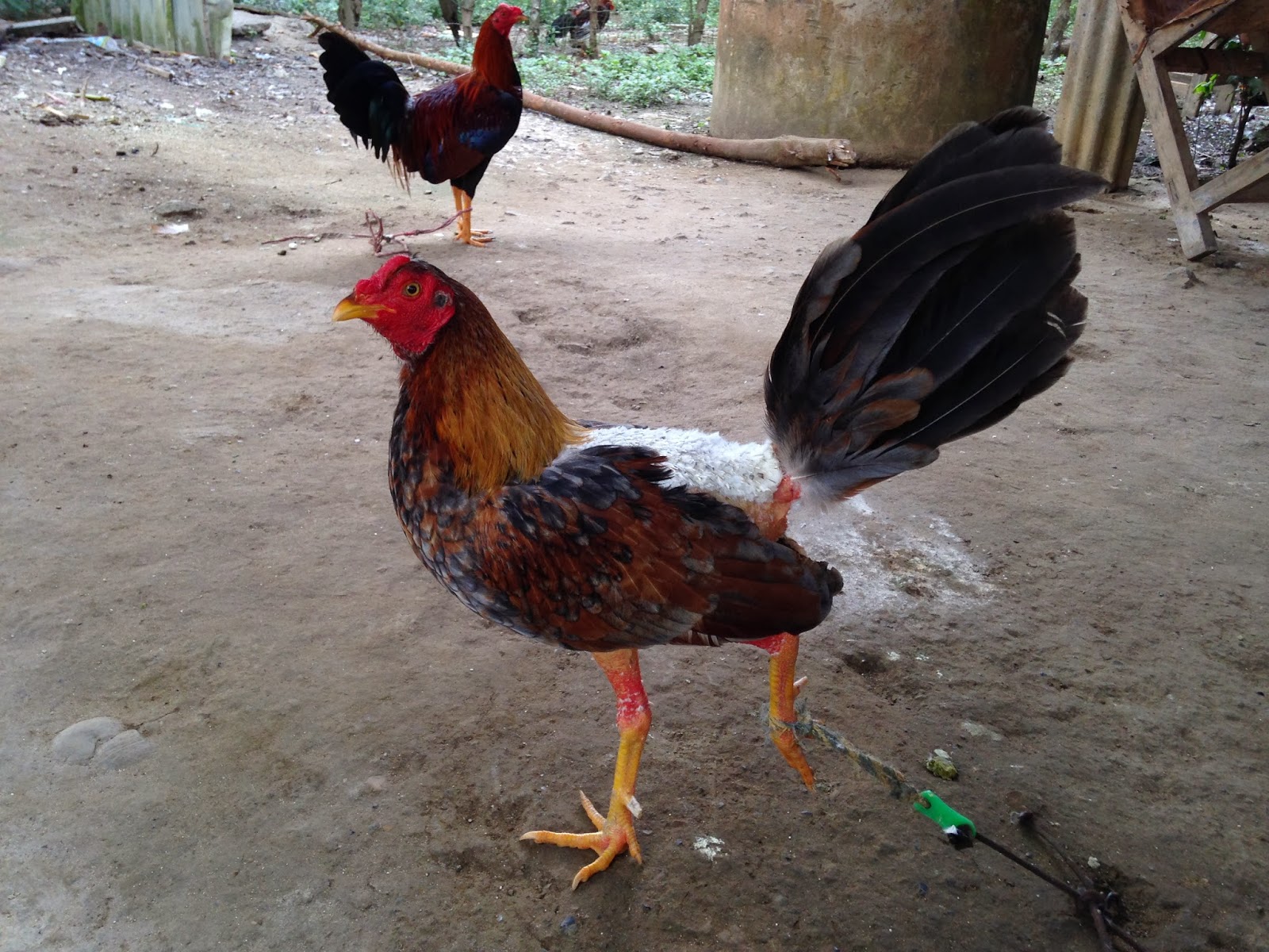 gallos finos 1200c40: gallino